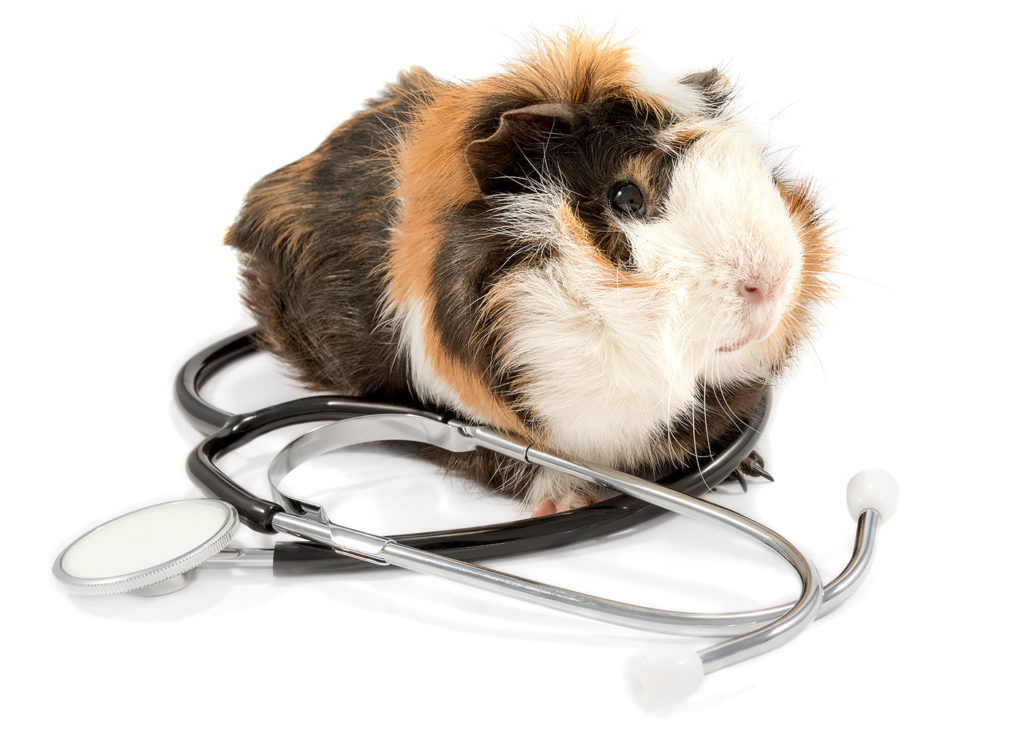 Why Should You Be a Guinea Pig? - Good Times