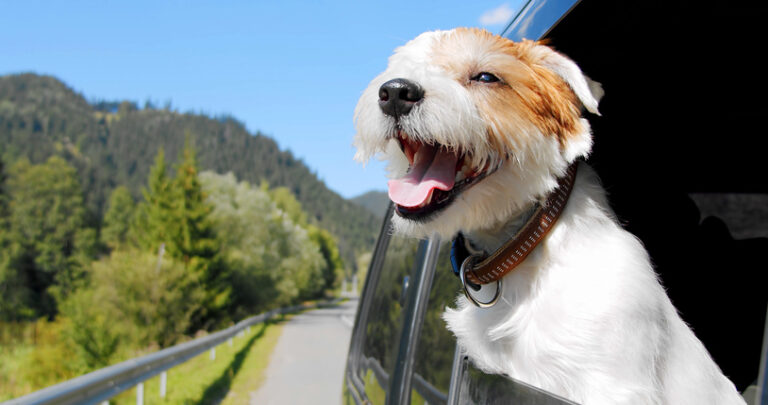 Changes to U.S. Dog Import Regulations: What They Are and Why They ...